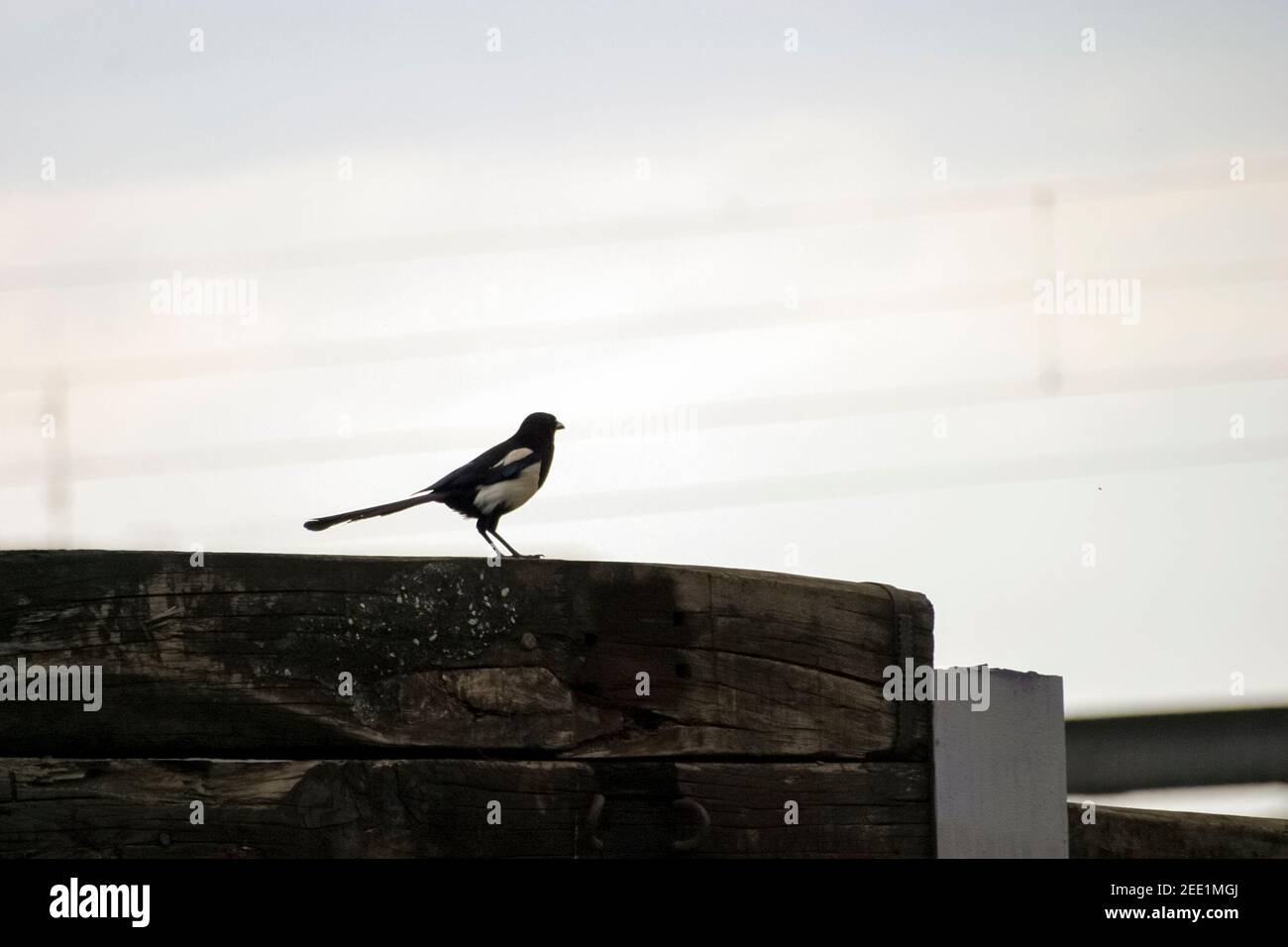 Magpie watching hi-res stock photography and images - Alamy