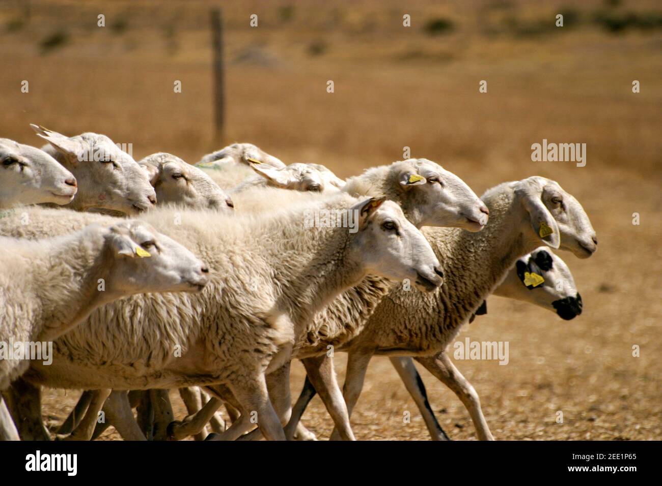 A herd of sheep walks close together across a barren and dry landscape ...