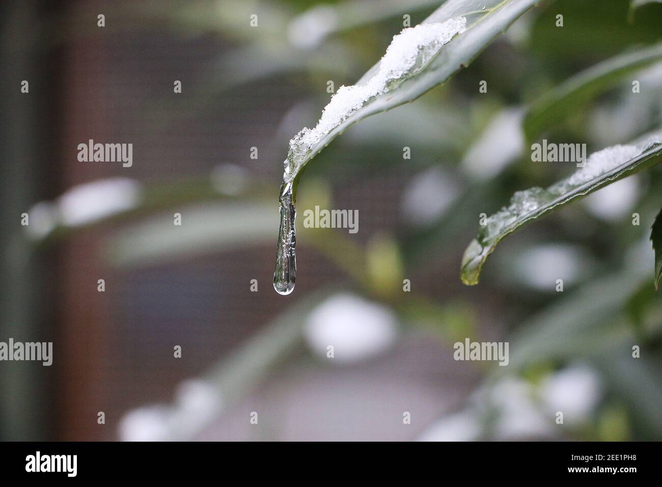 Selective focus of a water drop falling from a leaf Stock Photo - Alamy
