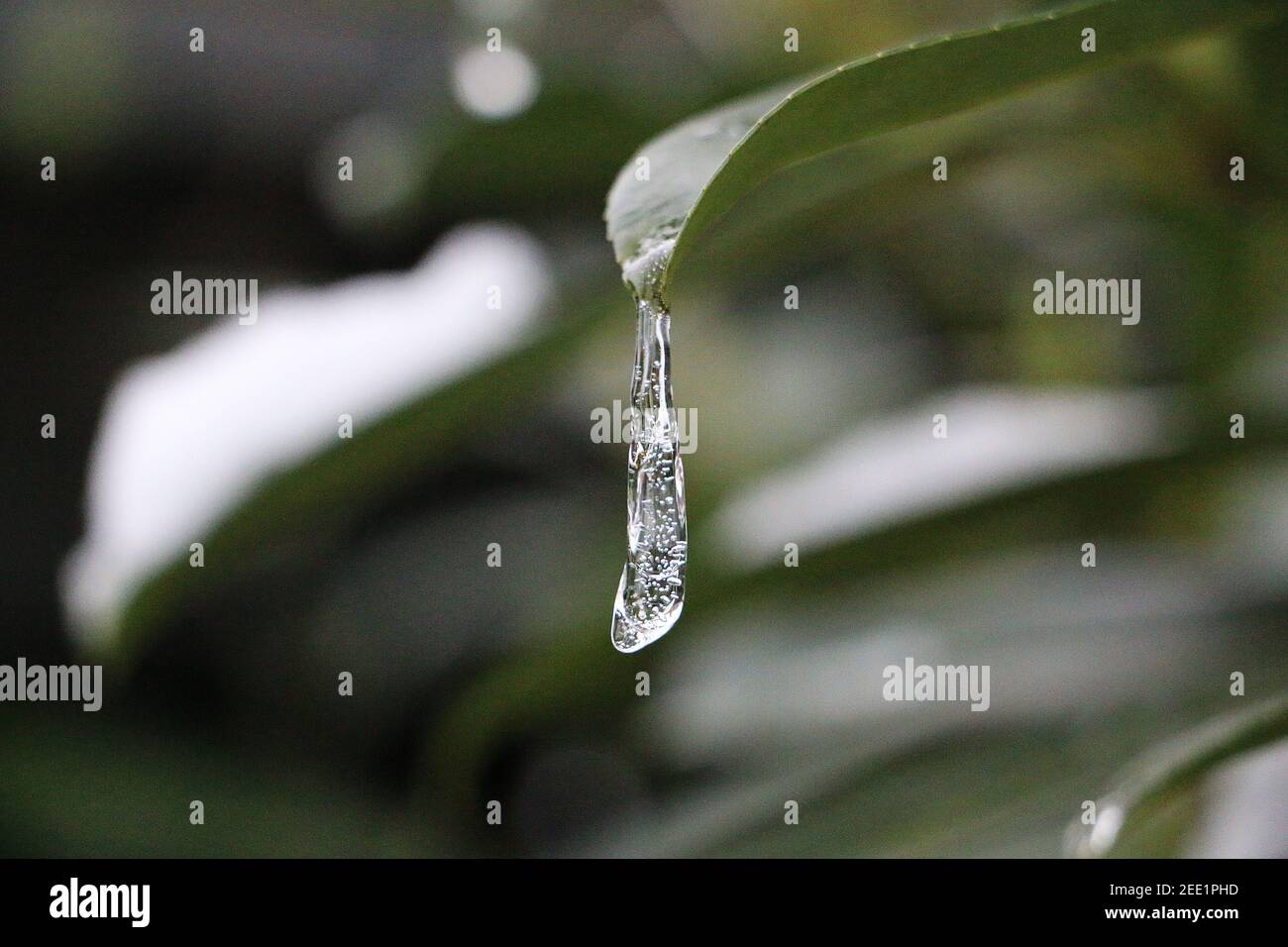 Selective focus of a water drop falling from a leaf outdoord Stock ...