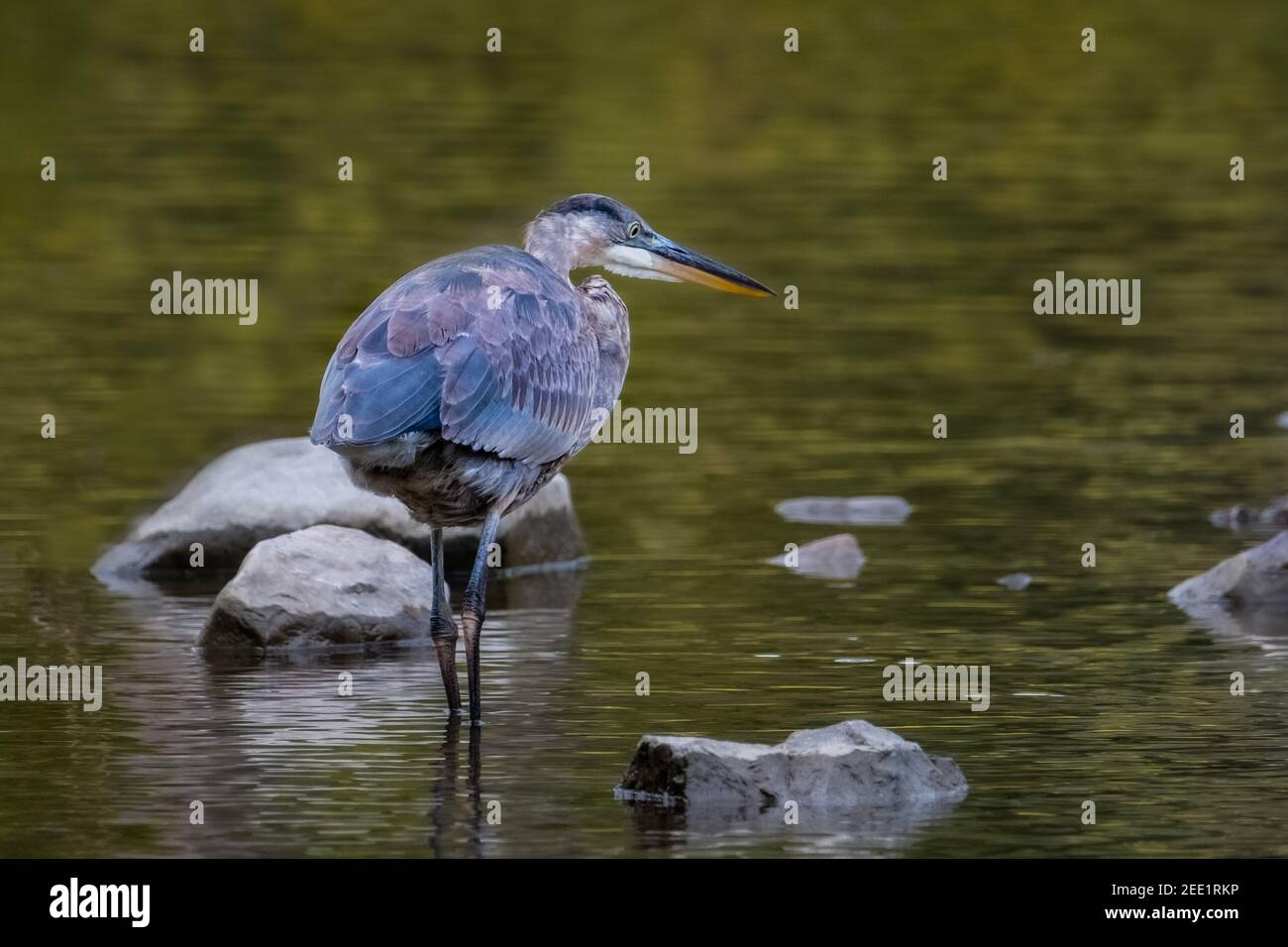 Heron like bird hi-res stock photography and images - Alamy