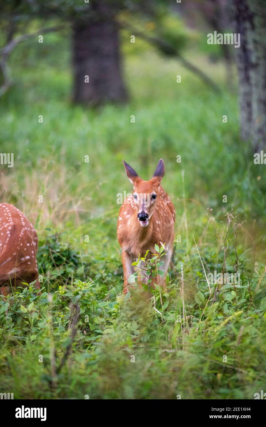 White-tailed deer forage in the brush near Big Meadows Campground at ...