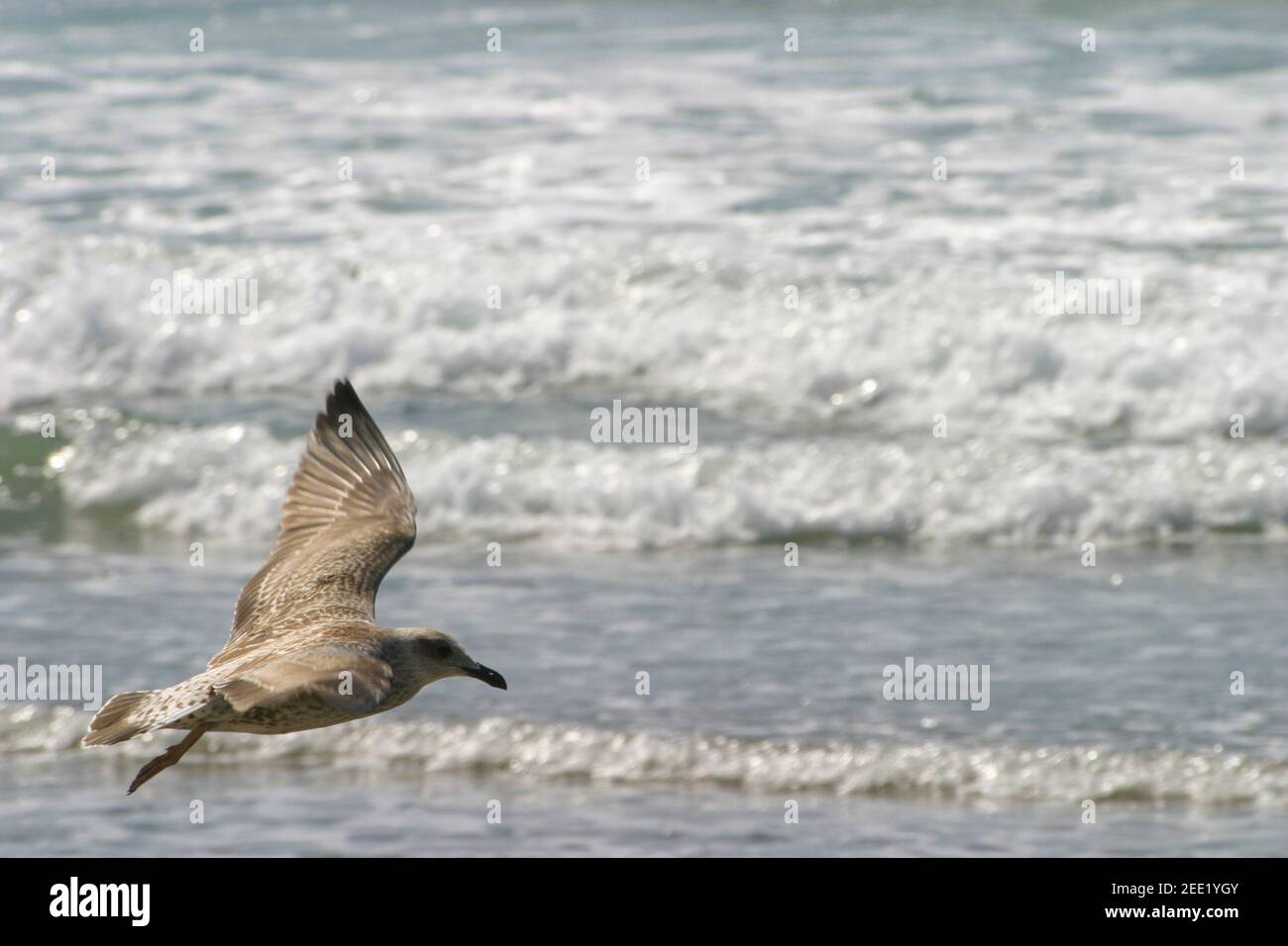 Young seagull flying over beach in front of approaching waves Stock ...