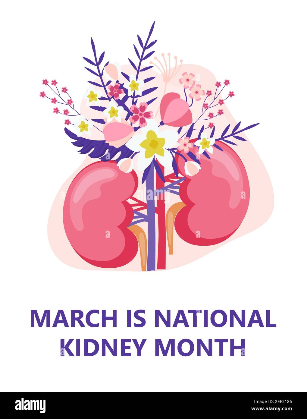 Ultrasound kidney renal Stock Vector Images - Alamy