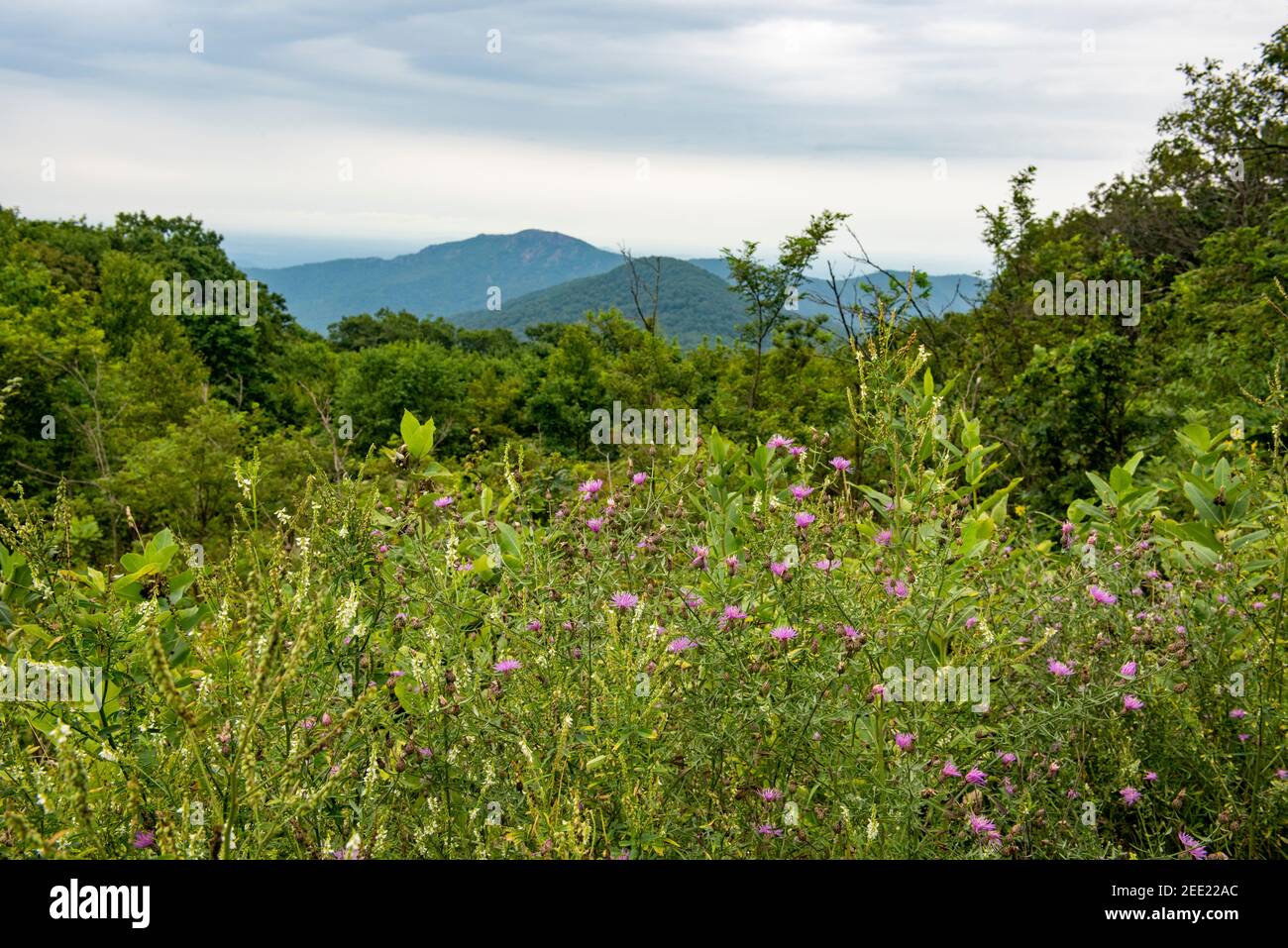 The Blue Ridge Mountains as seen from Skyline Drive in Shenandoah ...