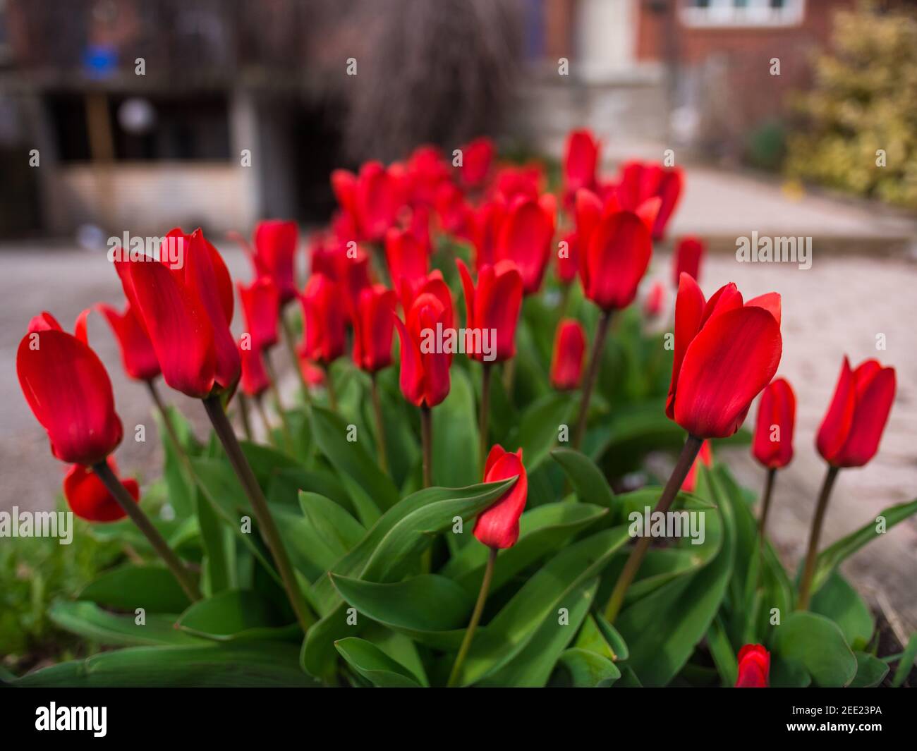 Beautiful line of tulips hi-res stock photography and images - Alamy