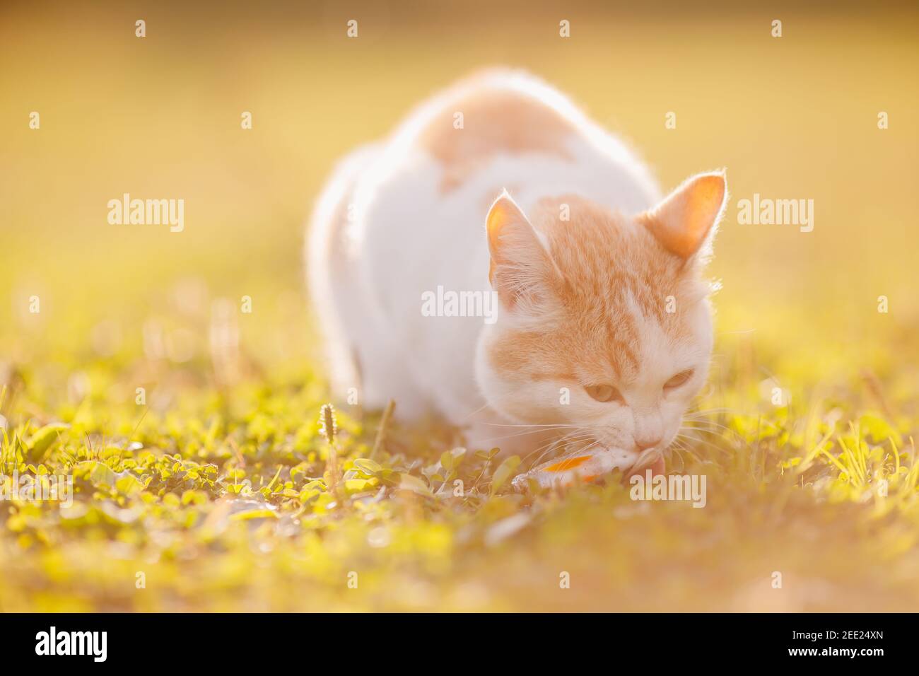 Ginger cat fisherman eating fish in nature outdoors, summer sunlight ...