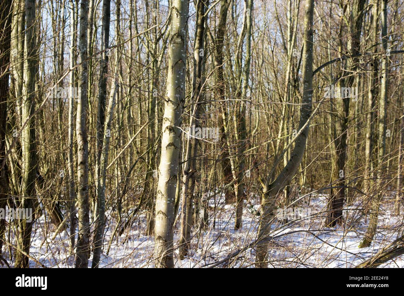 Trees in the forest in winter with snow in the Netherlands Stock Photo ...