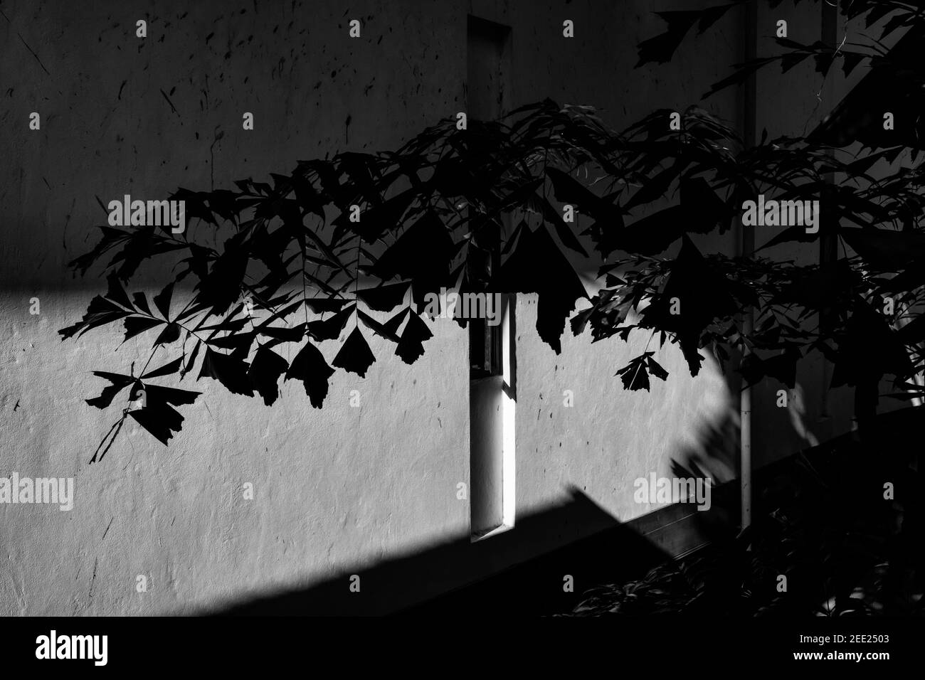 Black and white in the garden Stock Photo - Alamy