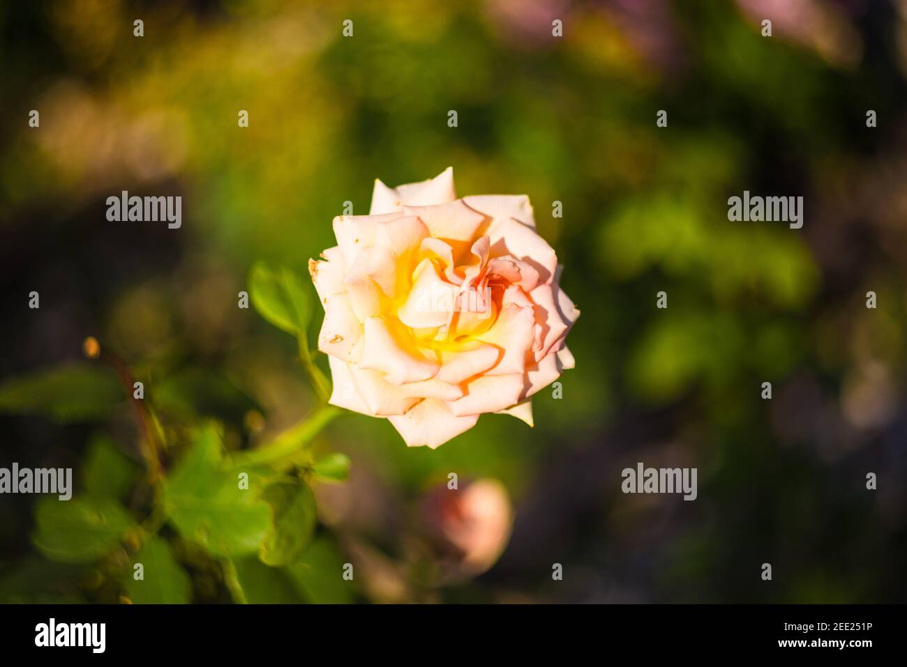 Perennial rose hi-res stock photography and images - Alamy