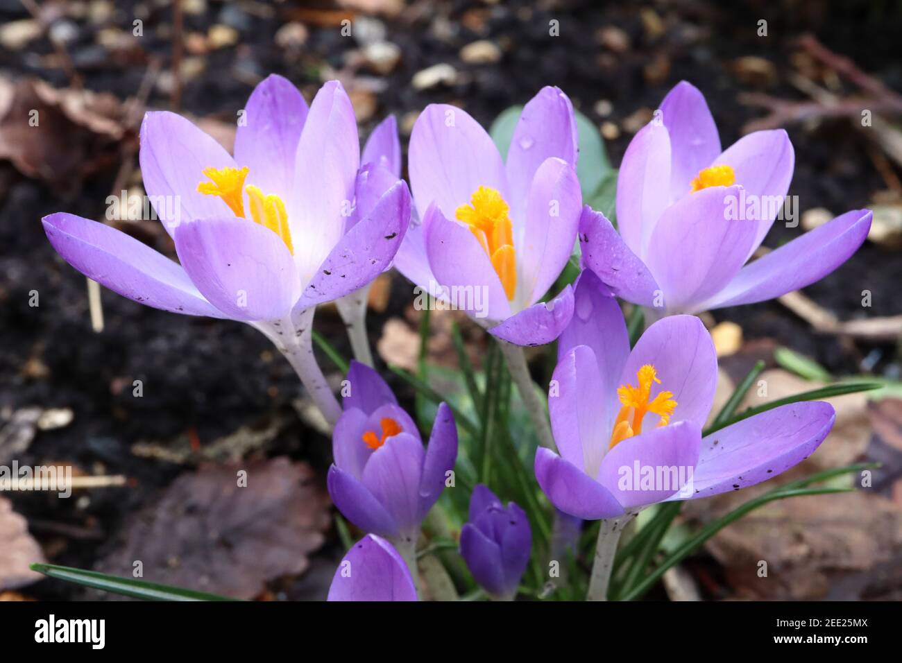 Crocus tommasinianus ‘Whitewell Purple’ Early Crocus – light purple and ...