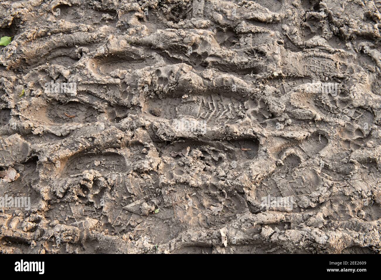 Many Foot (Shoe) prints in mud, background, brown Stock Photo - Alamy