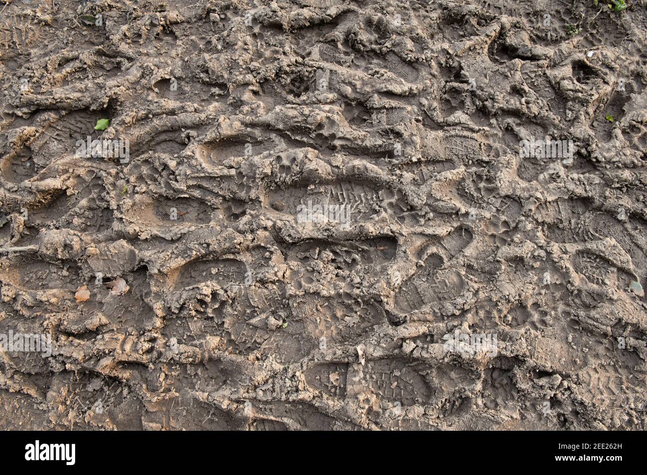 Many Foot (Shoe) prints in mud, background, brown Stock Photo - Alamy