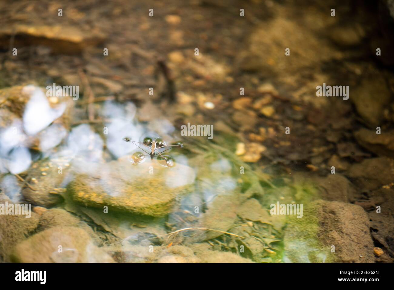 Water striders can distribute their weight so they can walk on water ...