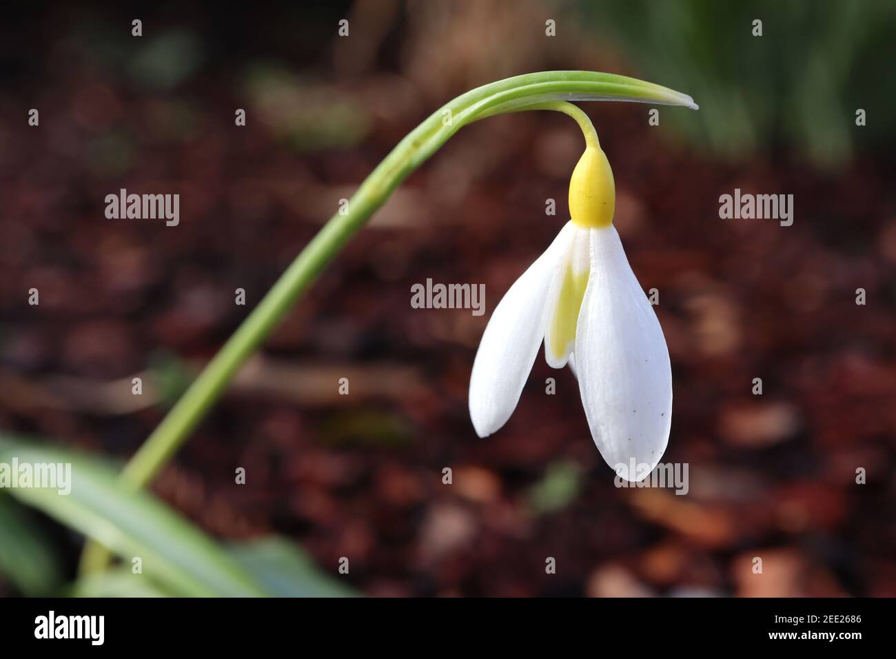 Galanthus plicatus ‘Wendys Gold‘ Snowdrop Wendy’s Gold – yellow ...