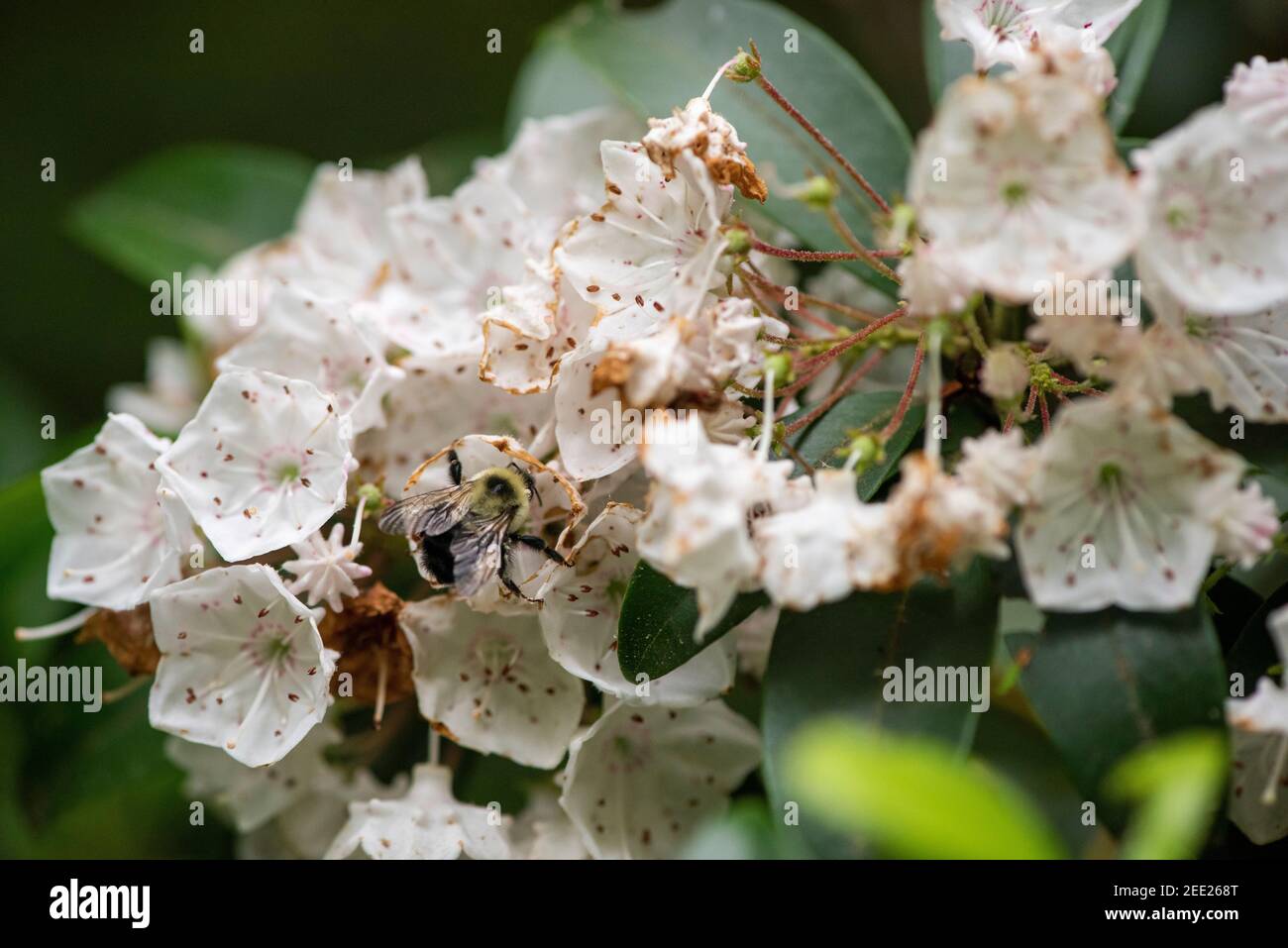 A bumblebee forages for nectar and pollen at a flowering mountain ...