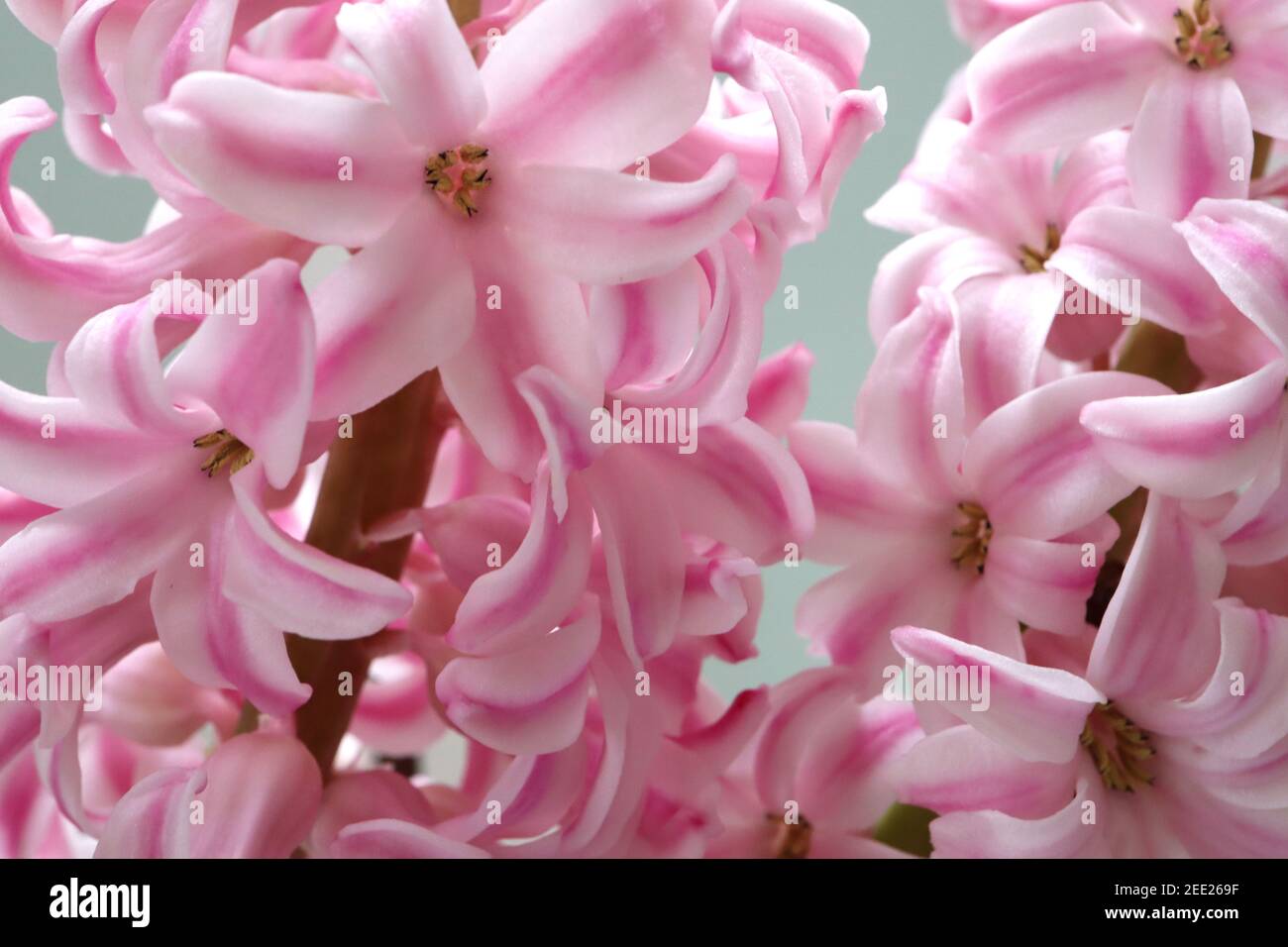 Hyacinthus orientalis ‘Pink Pearl‘ Hyacinth Pink Pearl – pink hyacinth ...