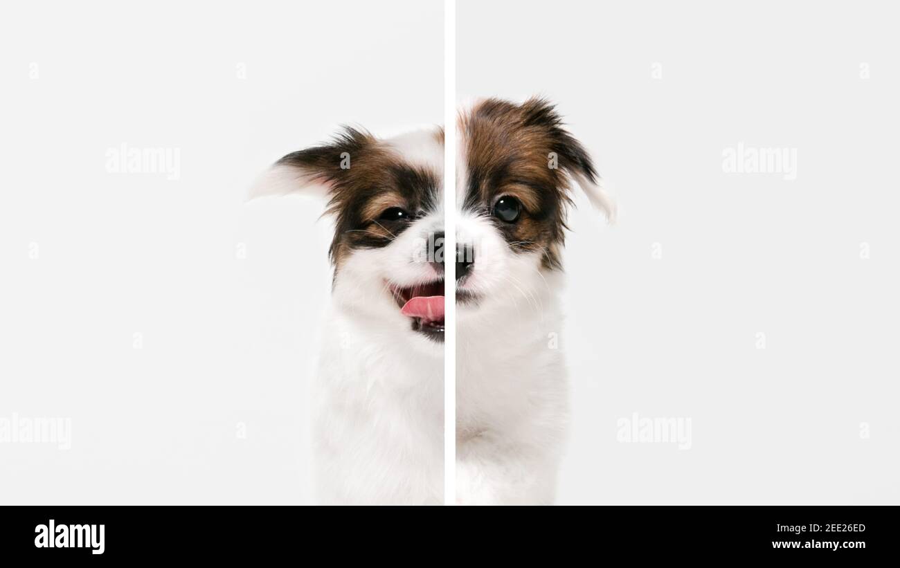 Split emotions hi-res stock photography and images - Alamy