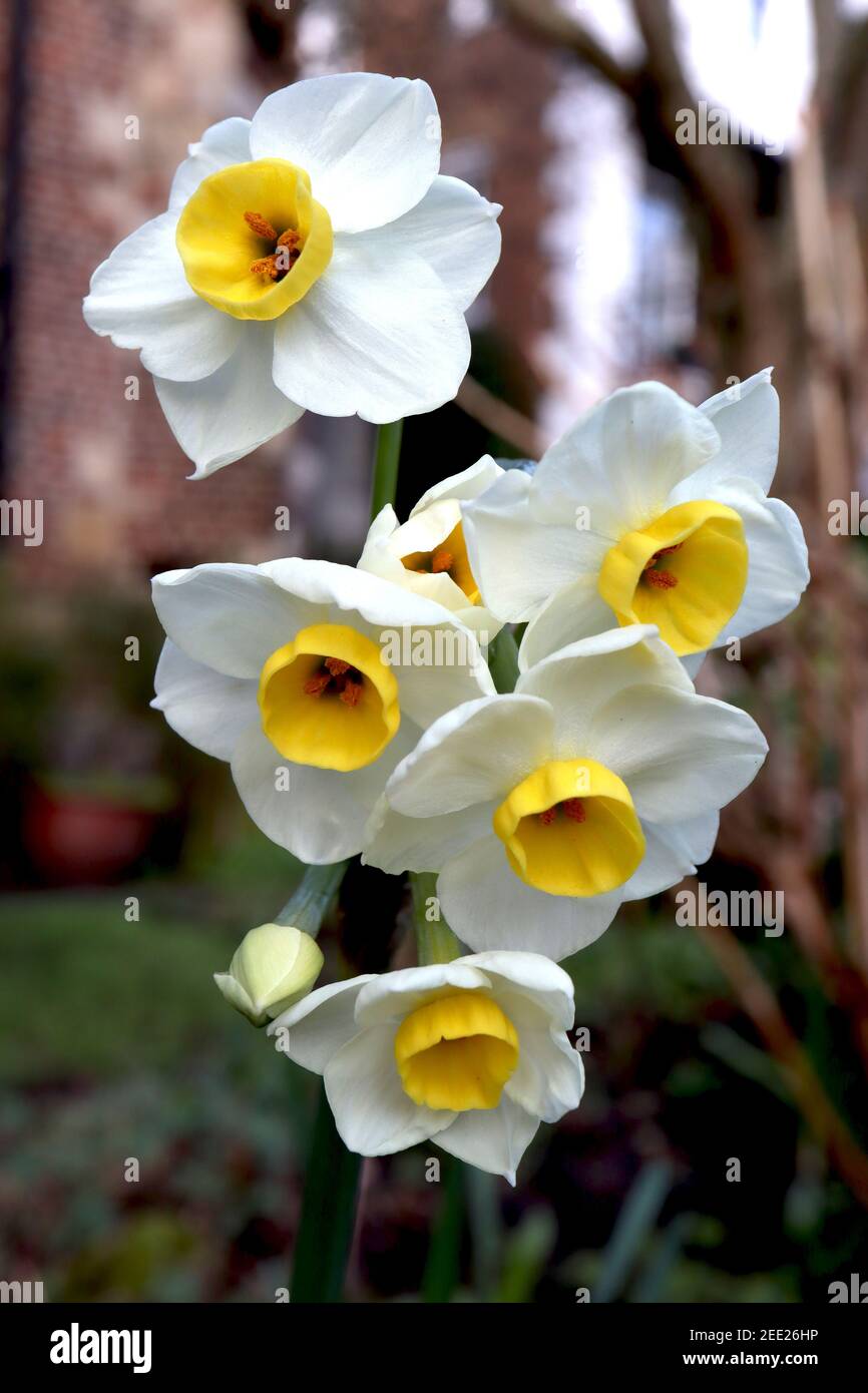Multi headed flowers hi-res stock photography and images - Alamy