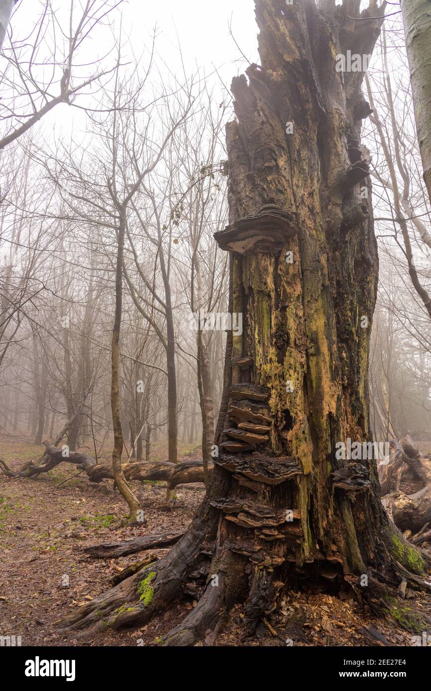 Fungal decay hi-res stock photography and images - Alamy