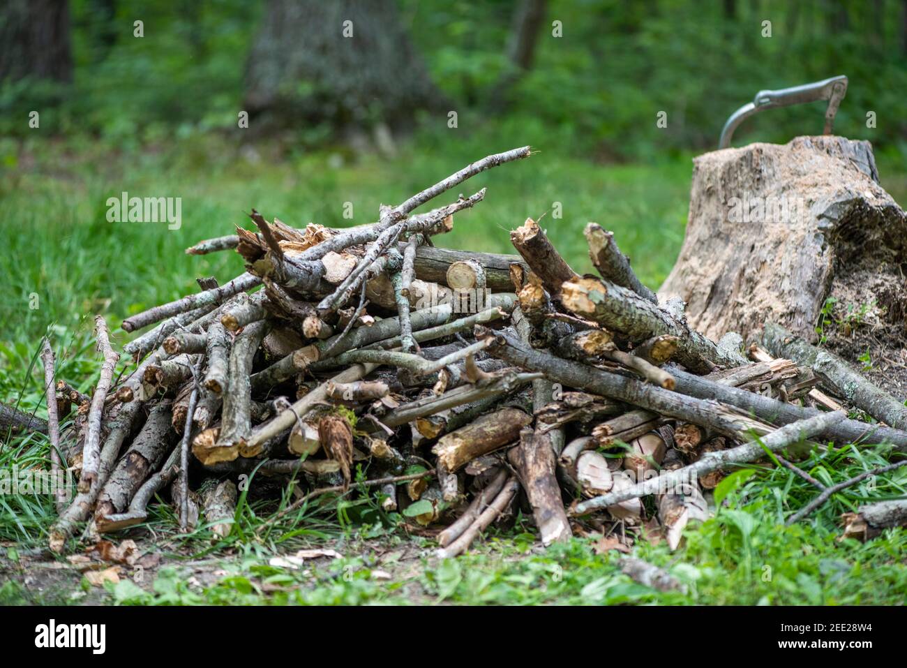 A pile of kindling and firewood at a campground Stock Photo - Alamy