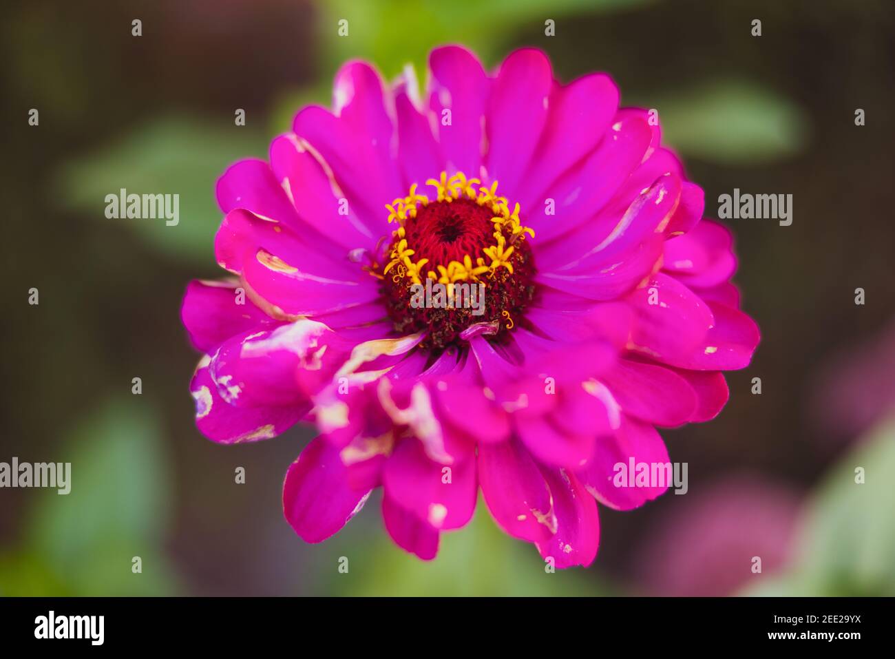 Fall helenium hi-res stock photography and images - Alamy