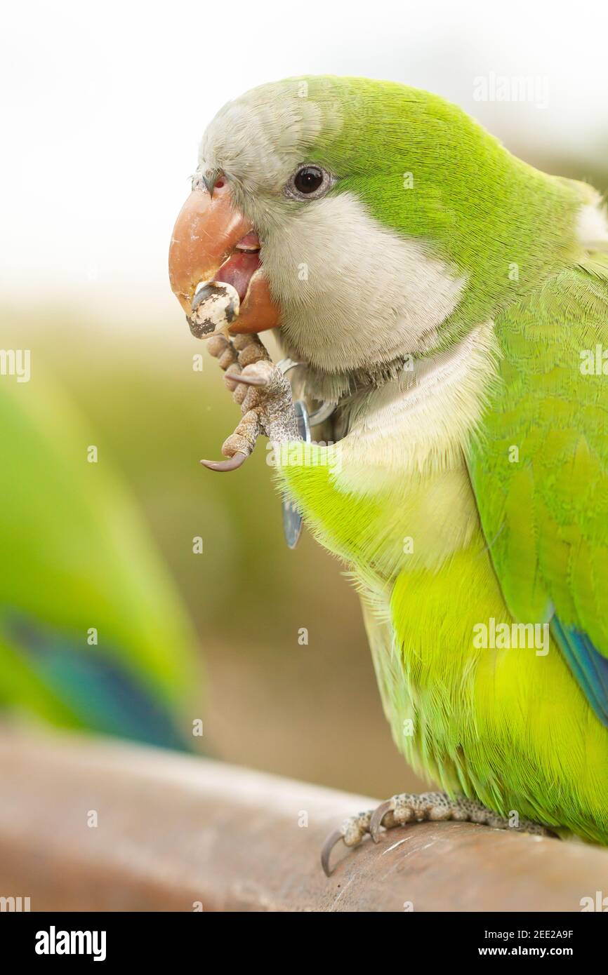 Vertical shot of a Monk parakeet in a zoo Stock Photo - Alamy