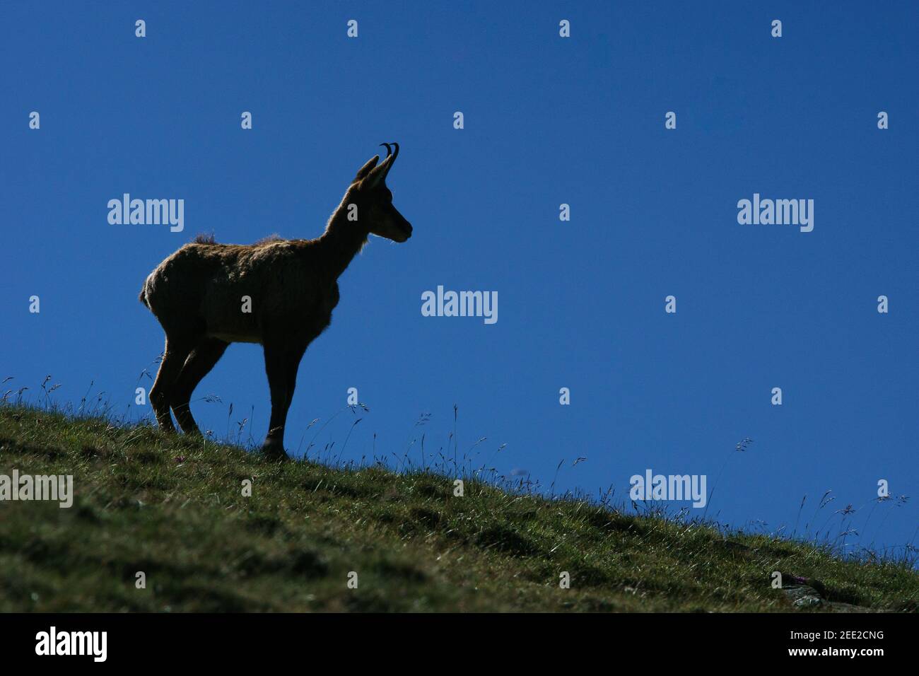 Chamoise hi-res stock photography and images - Alamy