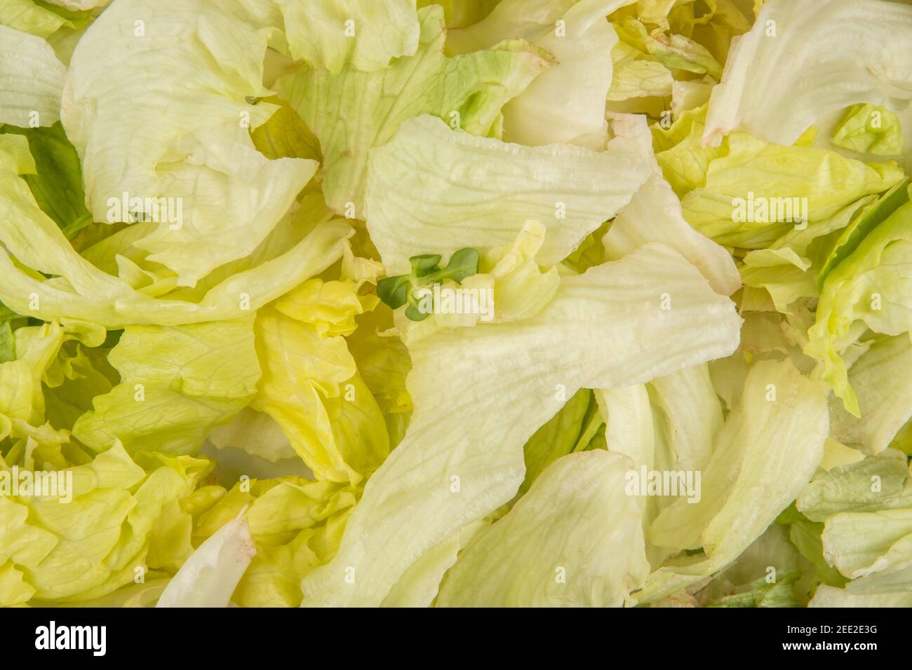 Top view lettuce leaves hi-res stock photography and images - Alamy
