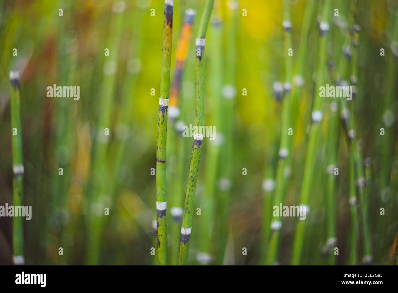 Reeds island hi-res stock photography and images - Alamy