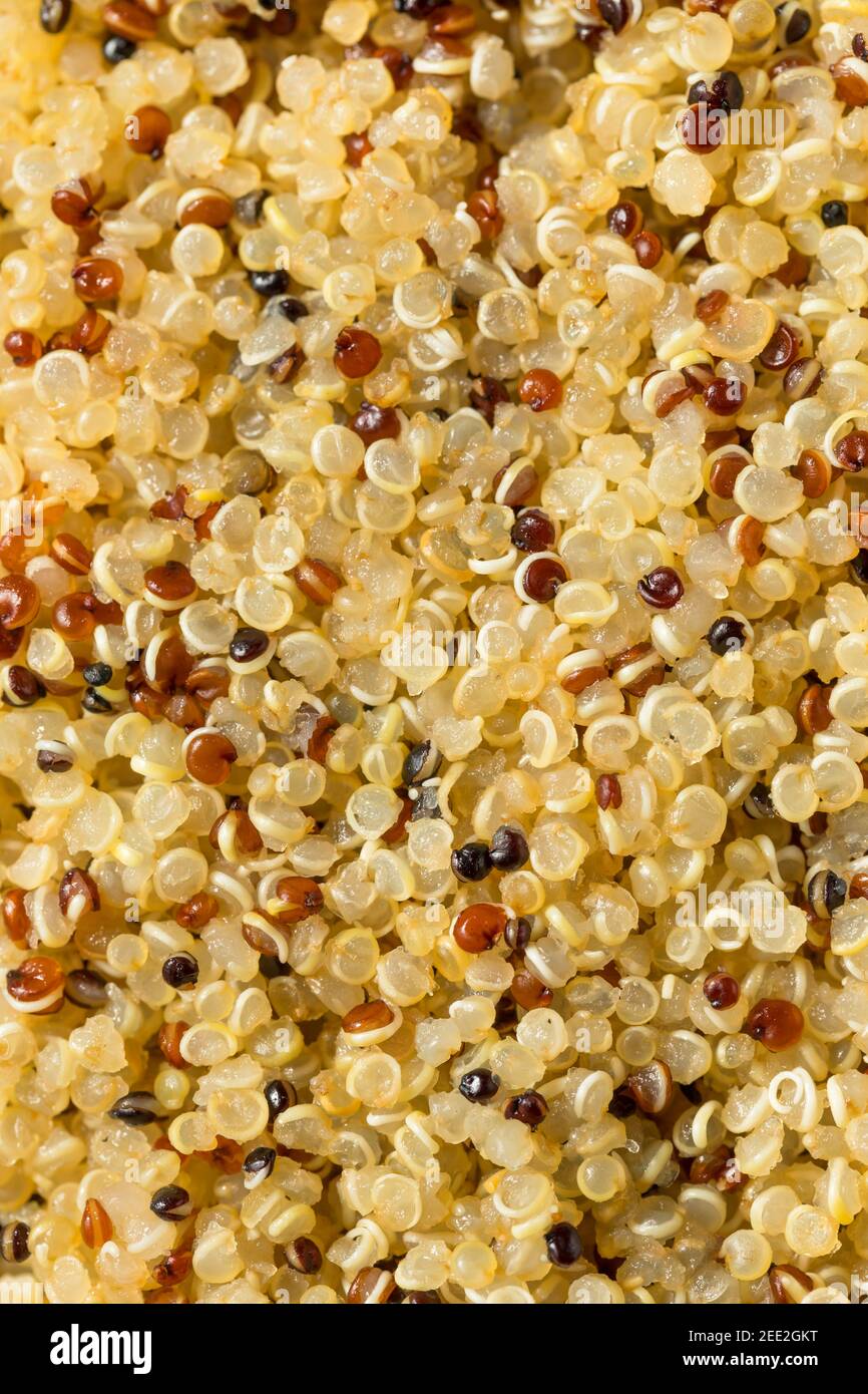 Healthy Cooked White Quinoa Ready to Eat Stock Photo - Alamy
