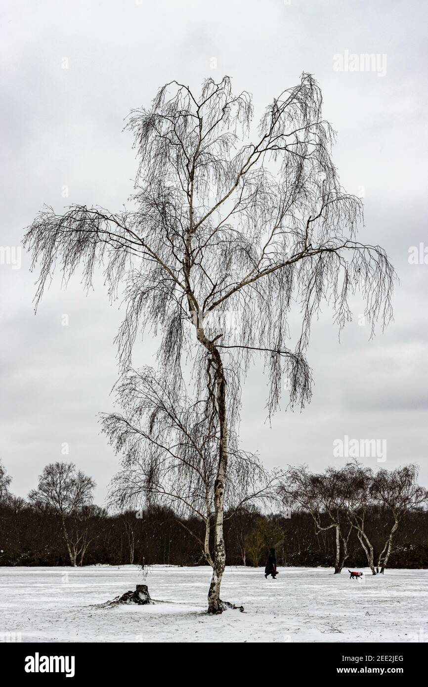 Birch tree in snow Stock Photo - Alamy