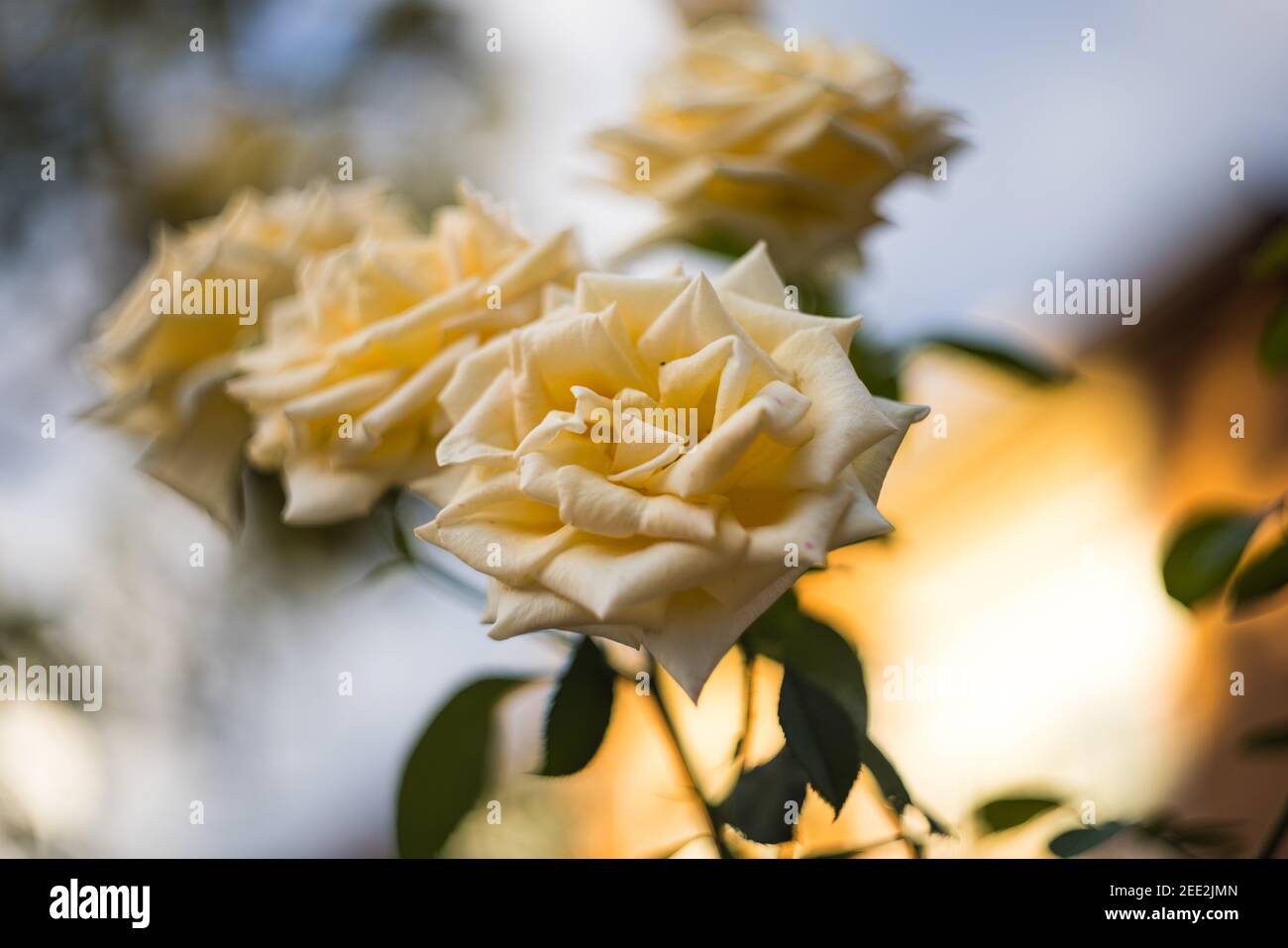 Mother of Perl Roses Summer Sunset Stock Photo - Alamy