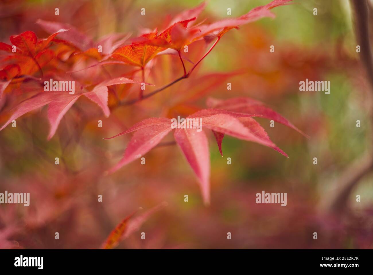 Japanese Maple Summer Glow Stock Photo - Alamy