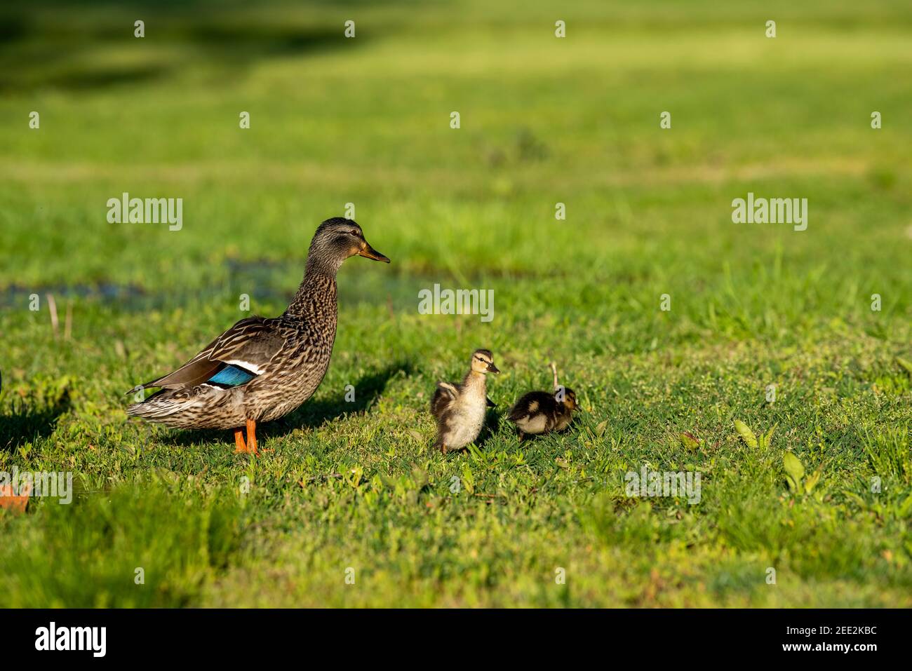 50 th symbol hi-res stock photography and images - Alamy