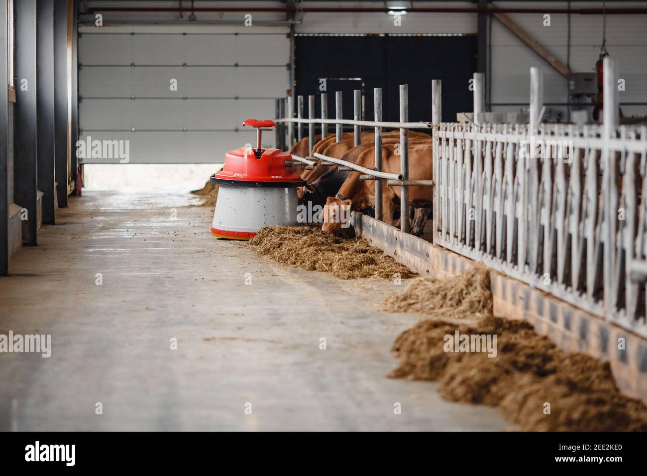 Automatic robot for feeding cows with hay. Farm livestock industry ...