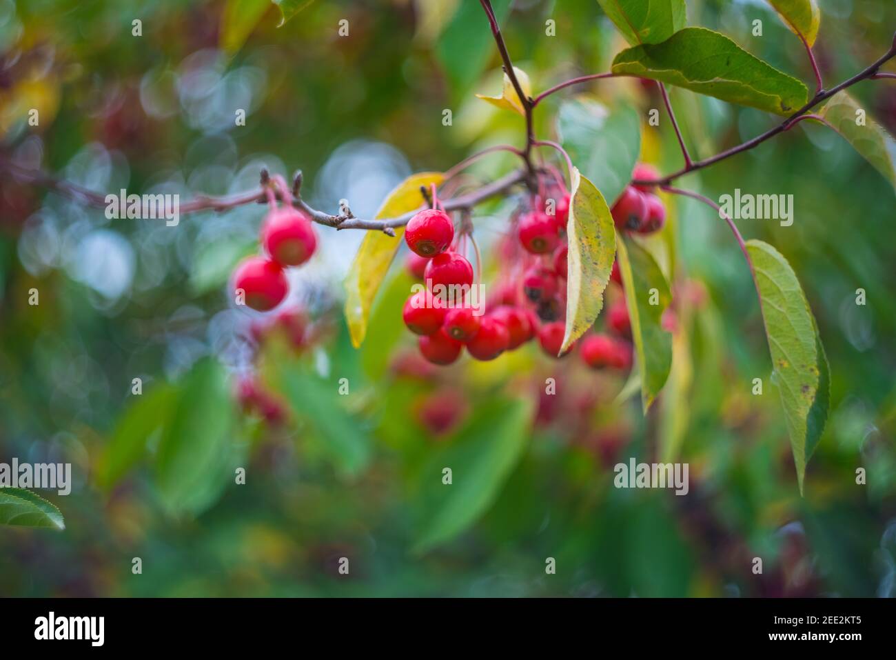 Early cherries hi-res stock photography and images - Alamy