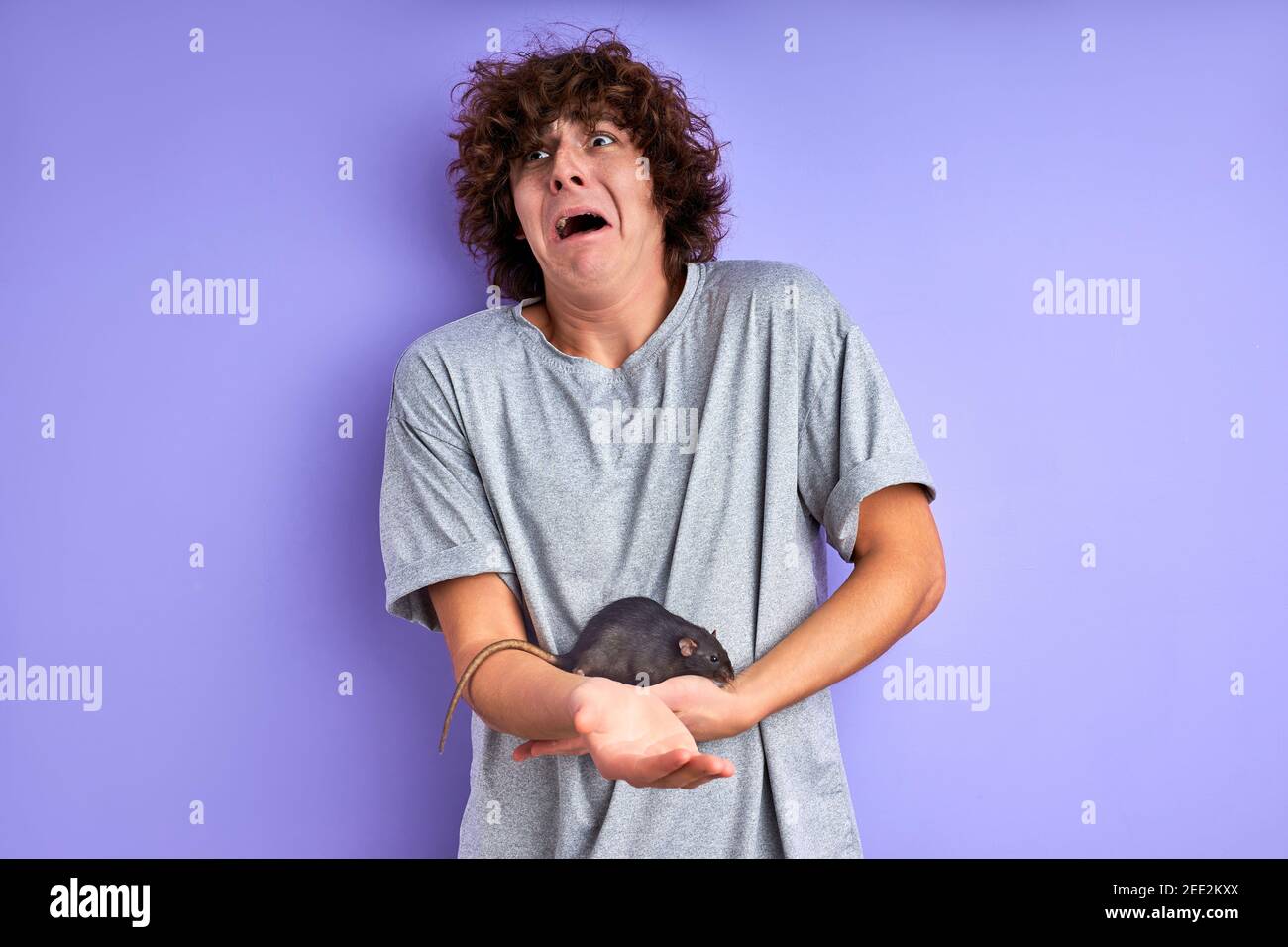 curious gray rat crawling on a man's arm, guy is scared by decorative ...