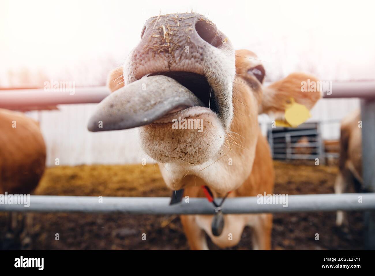 Cattle showing the tongue hi-res stock photography and images - Alamy
