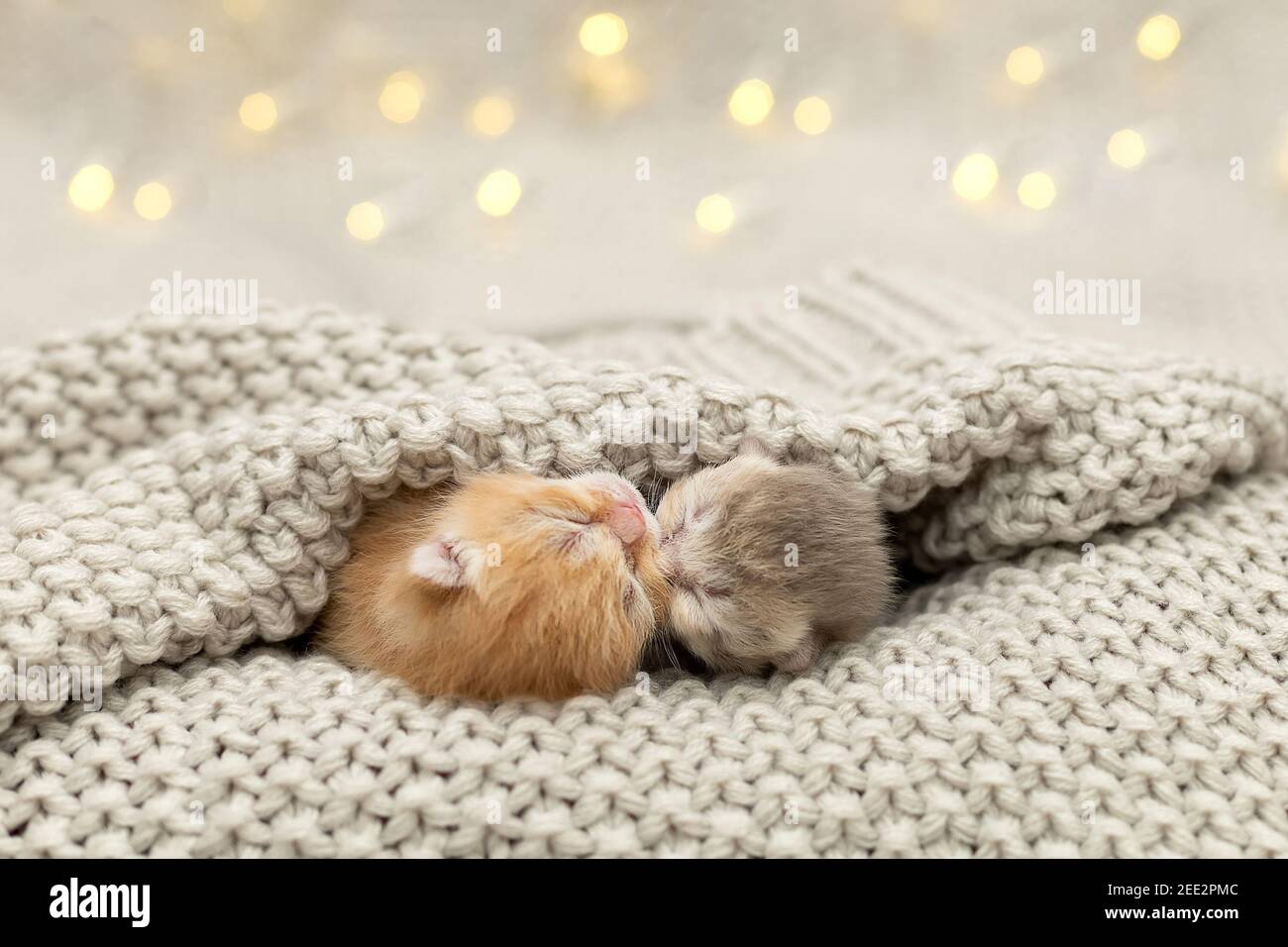 Cute newborn kittens sleeping together Stock Photo - Alamy