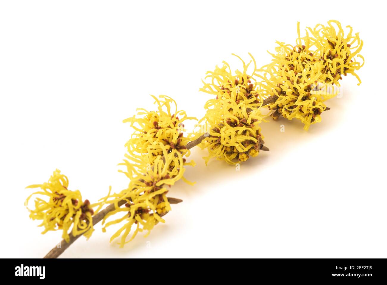Hamamelis flowers isolated on white background Stock Photo - Alamy