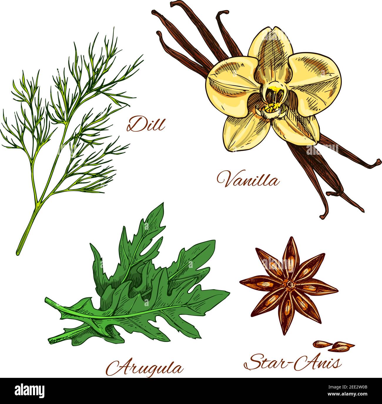 Arugula and sage Cut Out Stock Images & Pictures - Alamy