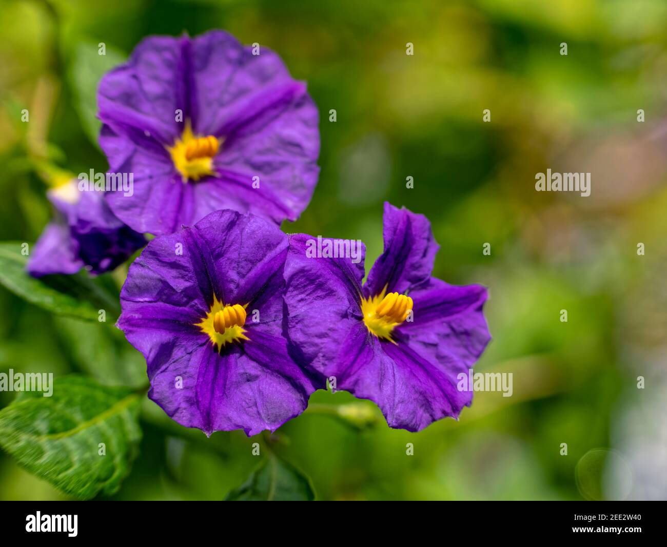 A wonderful but poisonous trinity of Lycianthes rantonnetii, or ...