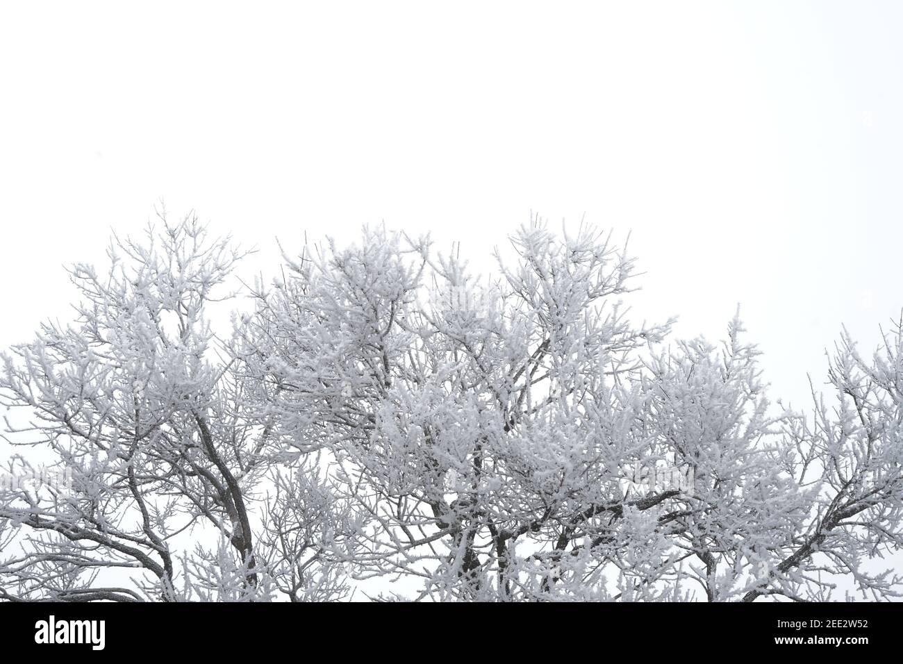 silhouette of almond trees with frost snow and fog in a natural ...