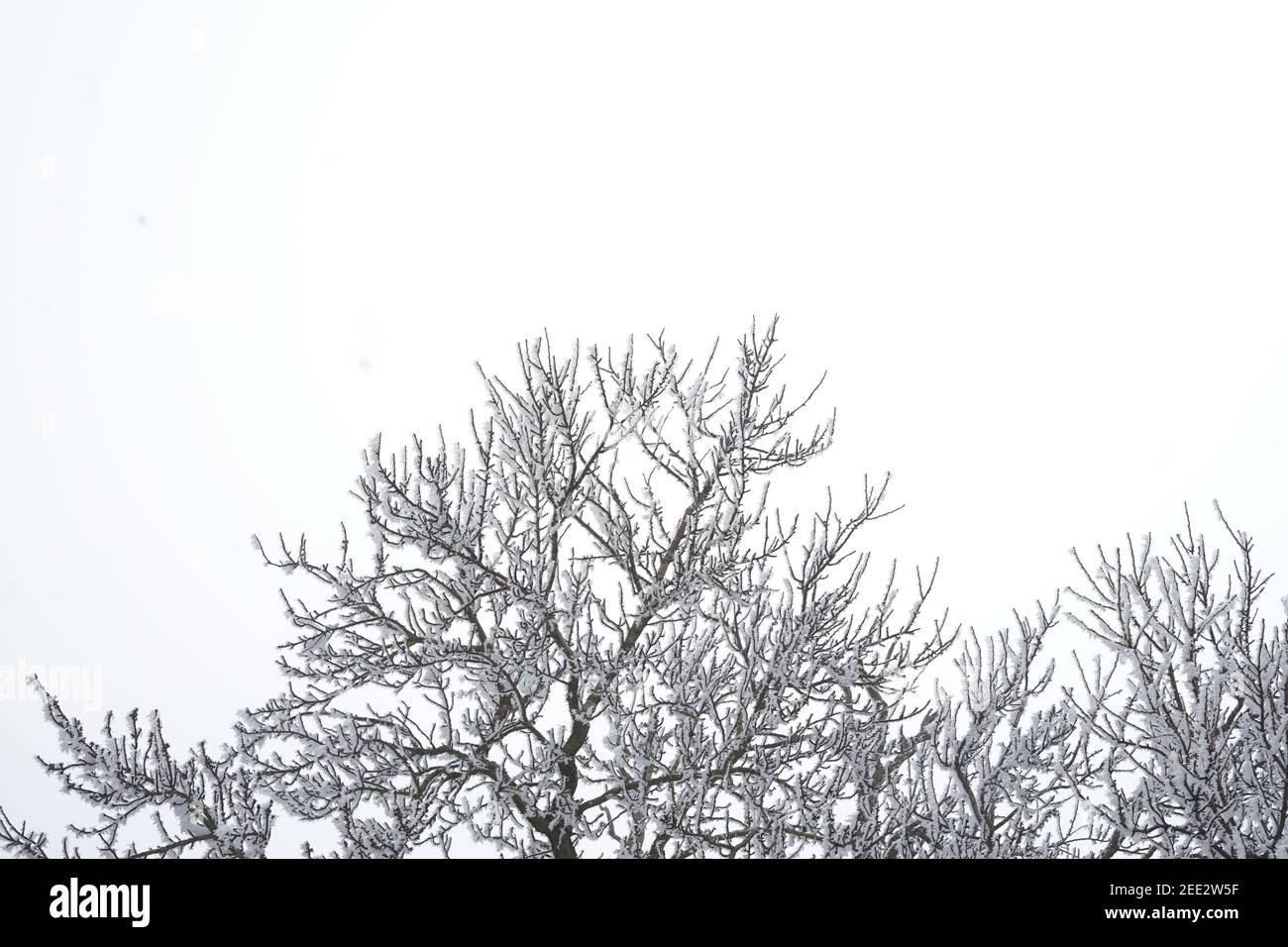 silhouette of almond trees with frost snow and fog in a natural ...
