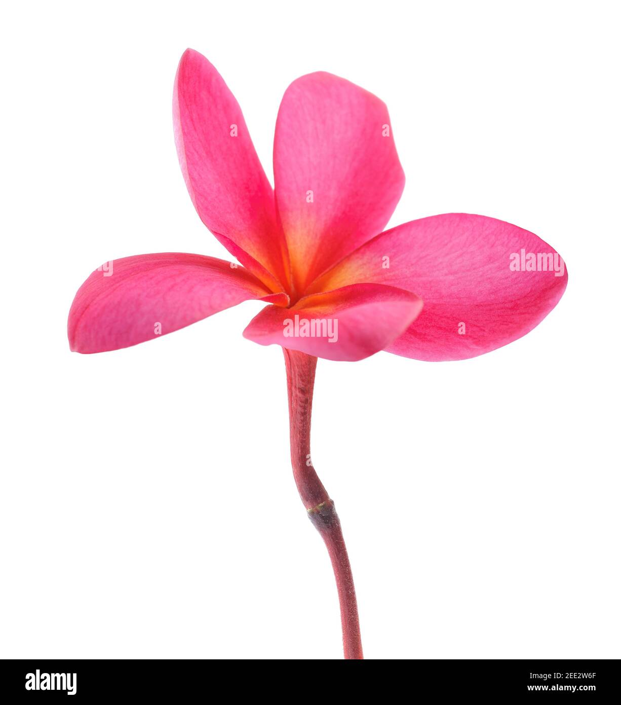 Red frangipani flower isolated on white background Stock Photo - Alamy
