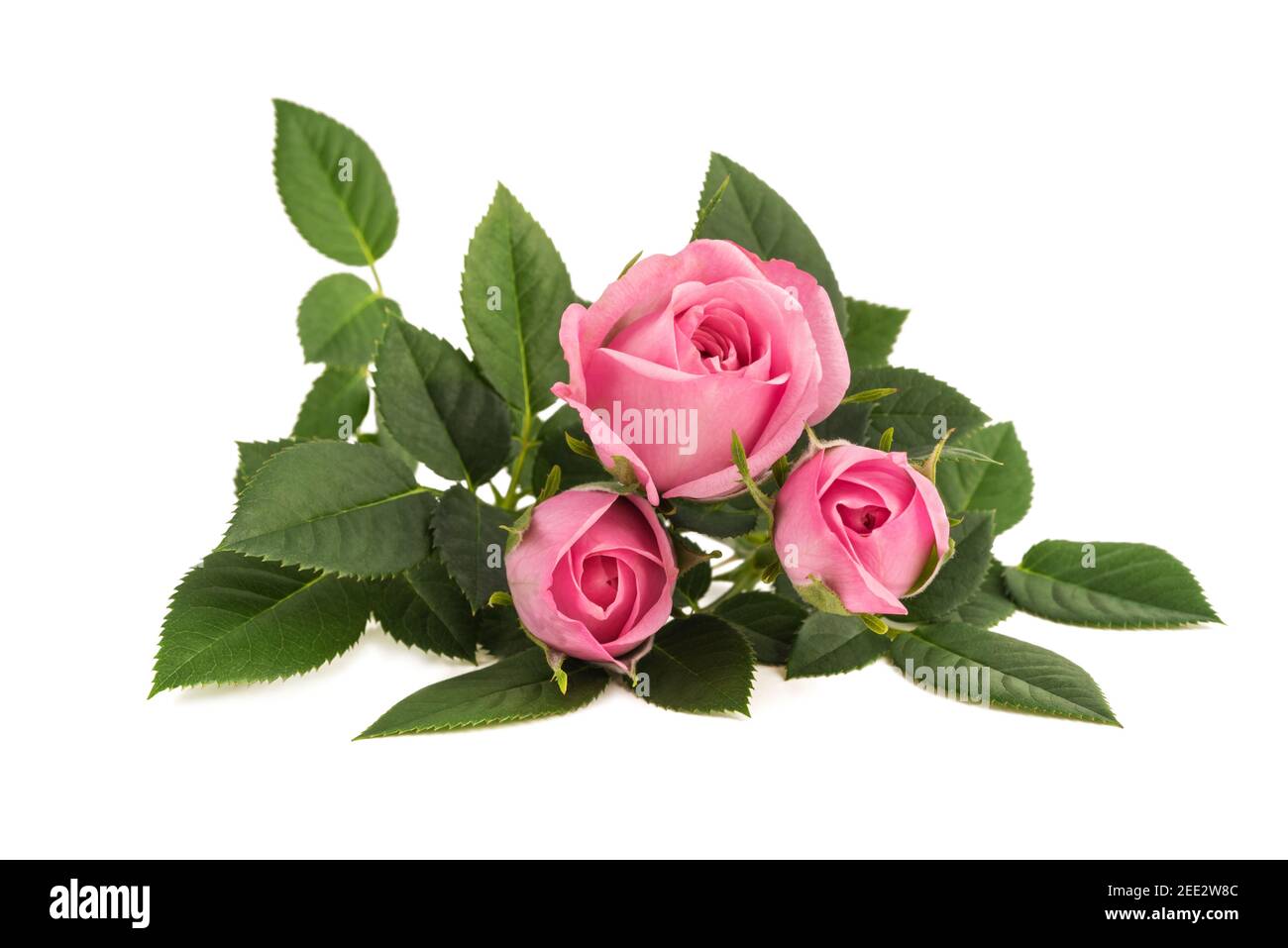 Buds pink roses leaves Cut Out Stock Images & Pictures - Alamy