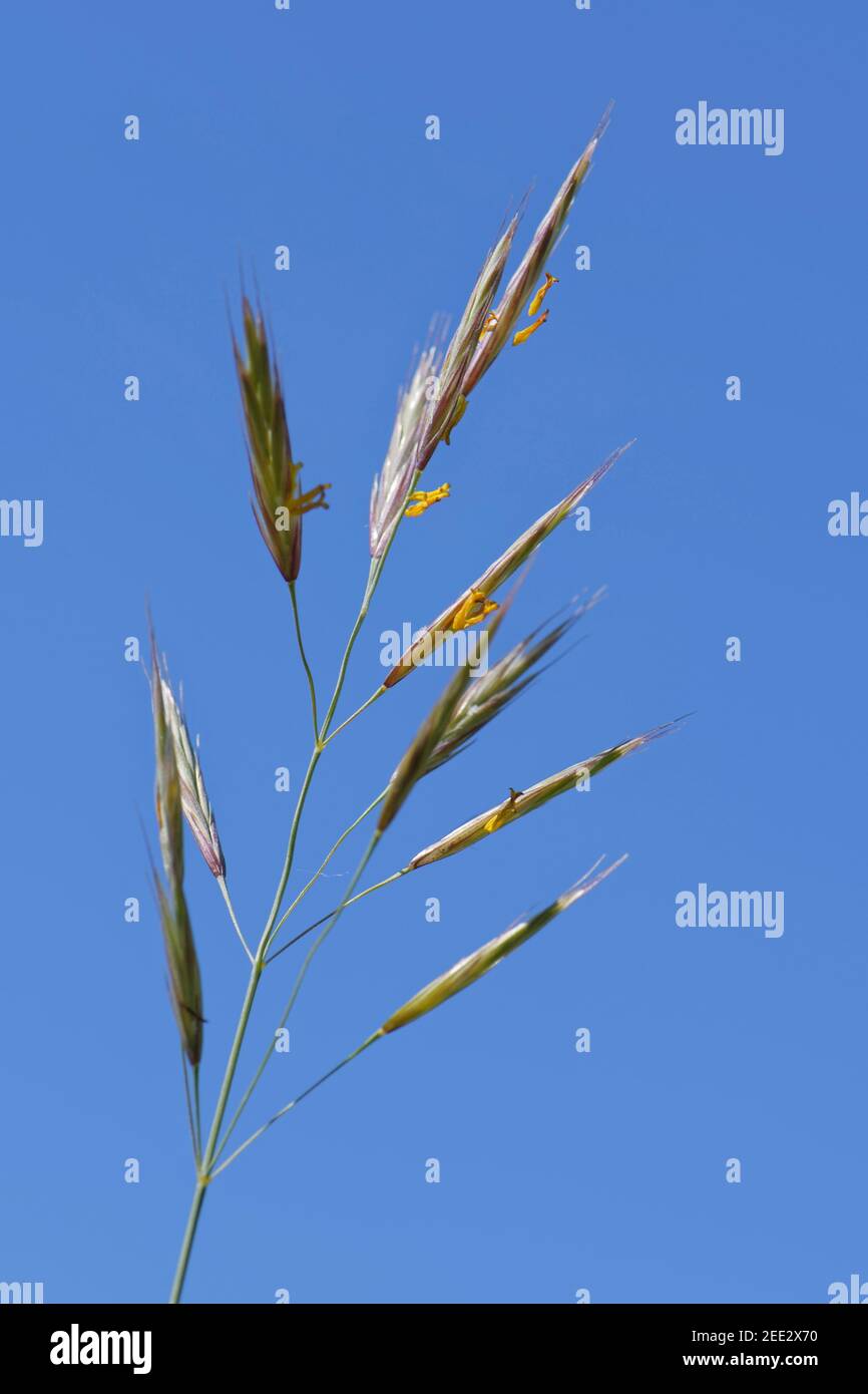 Upright brome grass (Bromus erectus) flowering with yellow anthers ...