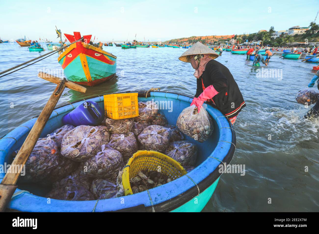 Mui ne - Vietnam - January 22, 2019 : Vietnamese woman carry scallops ...
