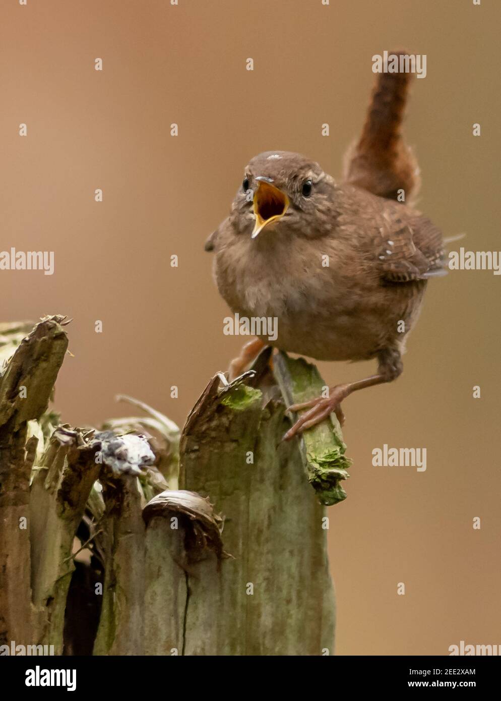 Jenny wren hi-res stock photography and images - Alamy